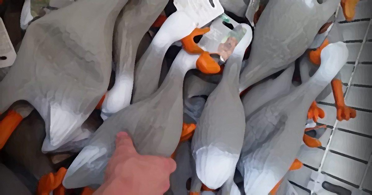 The duck army: οι πάπιες που κατέκτησαν το ίντερνετ!